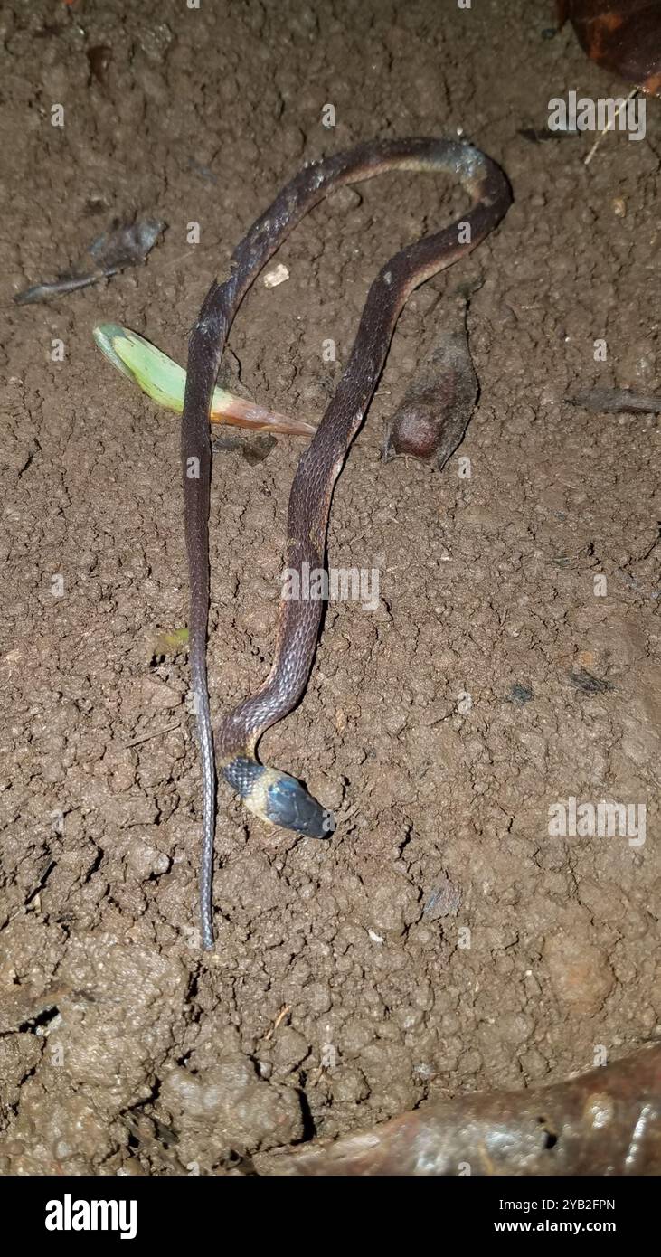 Ninia sebae immagini e fotografie stock ad alta risoluzione - Alamy