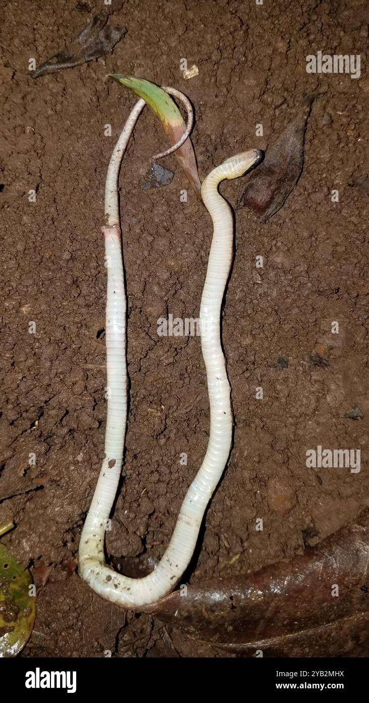 Ninia sebae immagini e fotografie stock ad alta risoluzione - Alamy