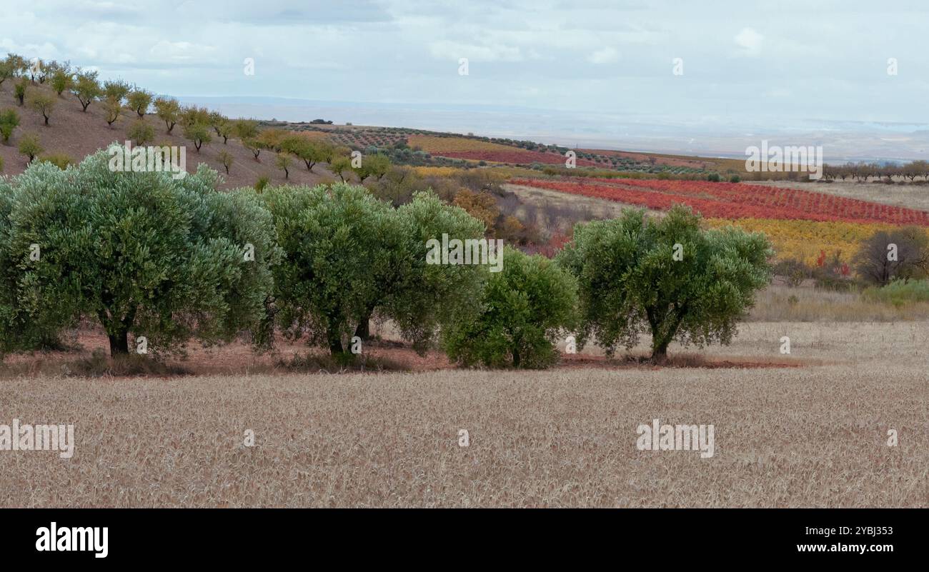 Campo di carinena comarca immagini e fotografie stock ad alta ...