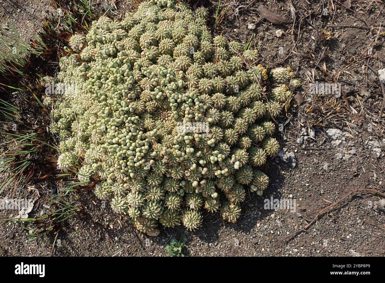 Euphorbia clavarioides immagini e fotografie stock ad alta risoluzione ...