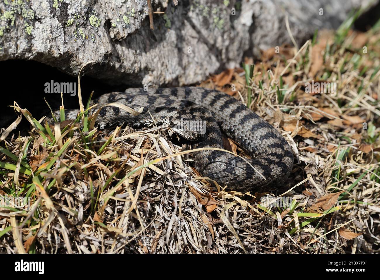 Italy vipera aspis immagini e fotografie stock ad alta risoluzione - Alamy