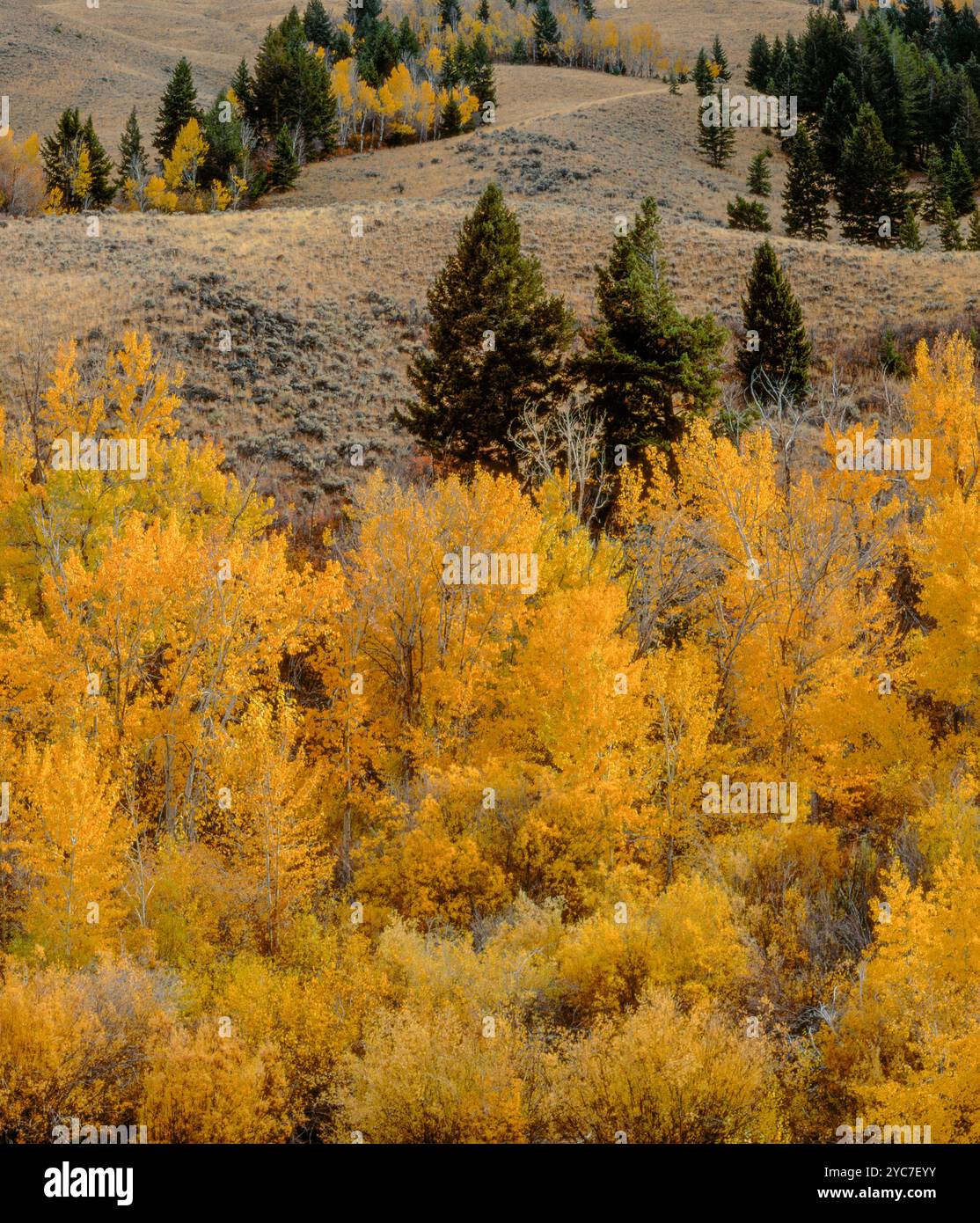 Mia challis immagini e fotografie stock ad alta risoluzione - Alamy