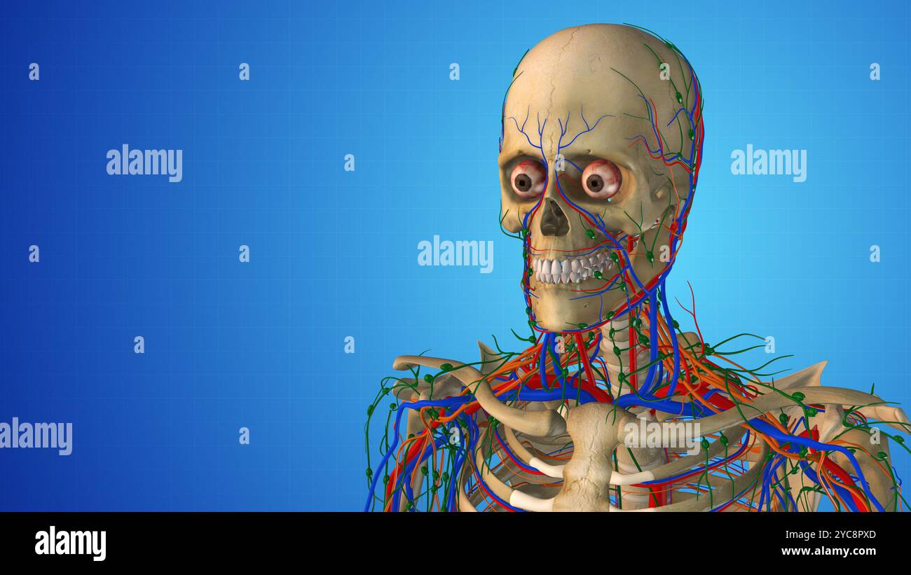 3d cuerpo humano nervios immagini e fotografie stock ad alta ...