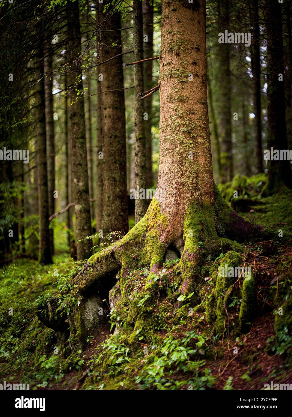 Alberi in una foresta immagini e fotografie stock ad alta risoluzione ...