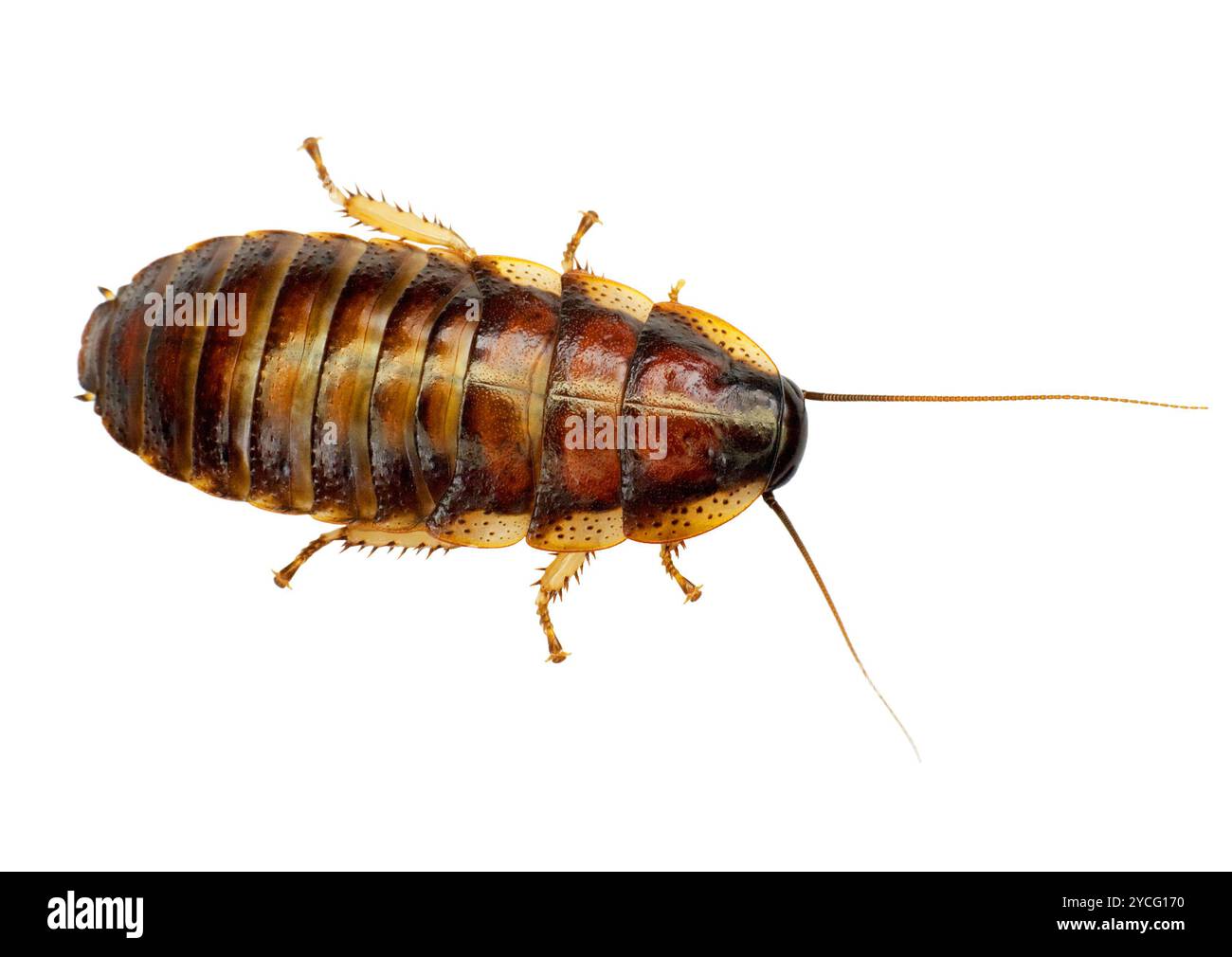 Grande scarafaggio immagini e fotografie stock ad alta risoluzione - Alamy