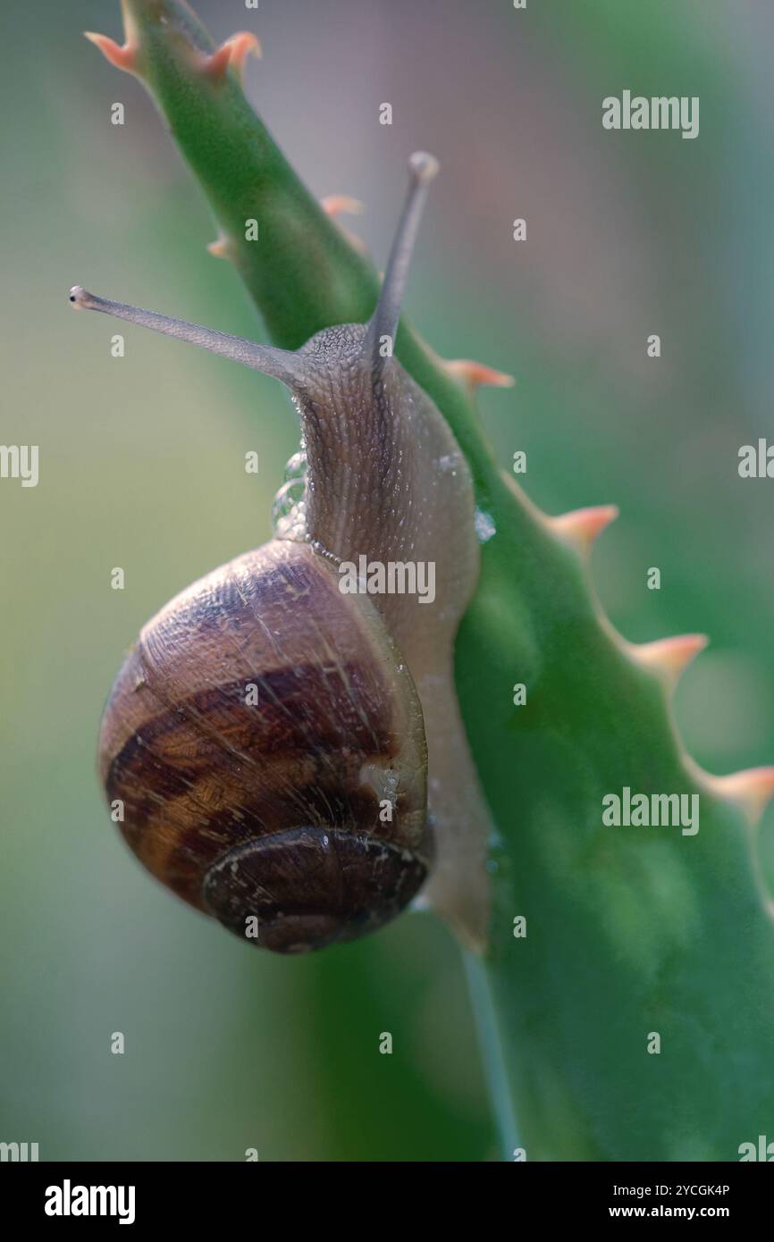 Lumaca francese immagini e fotografie stock ad alta risoluzione - Alamy