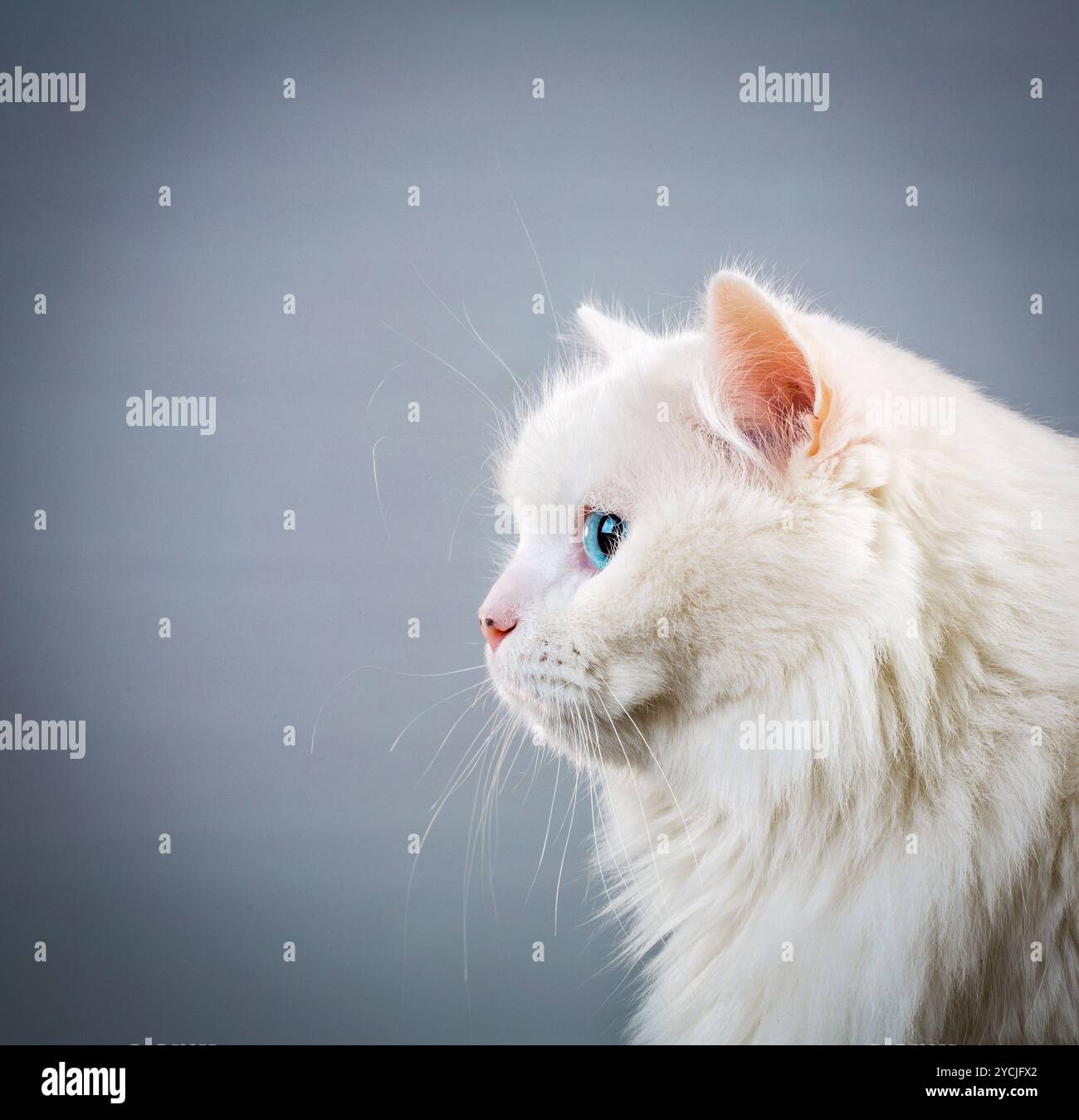 Pelo di gatto bianco immagini e fotografie stock ad alta risoluzione ...