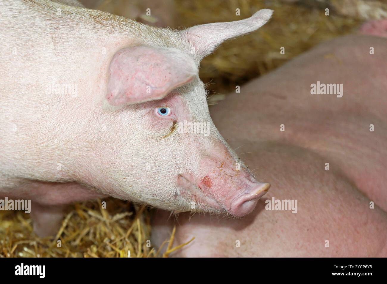Maiale agricoltura animale immagini e fotografie stock ad alta ...