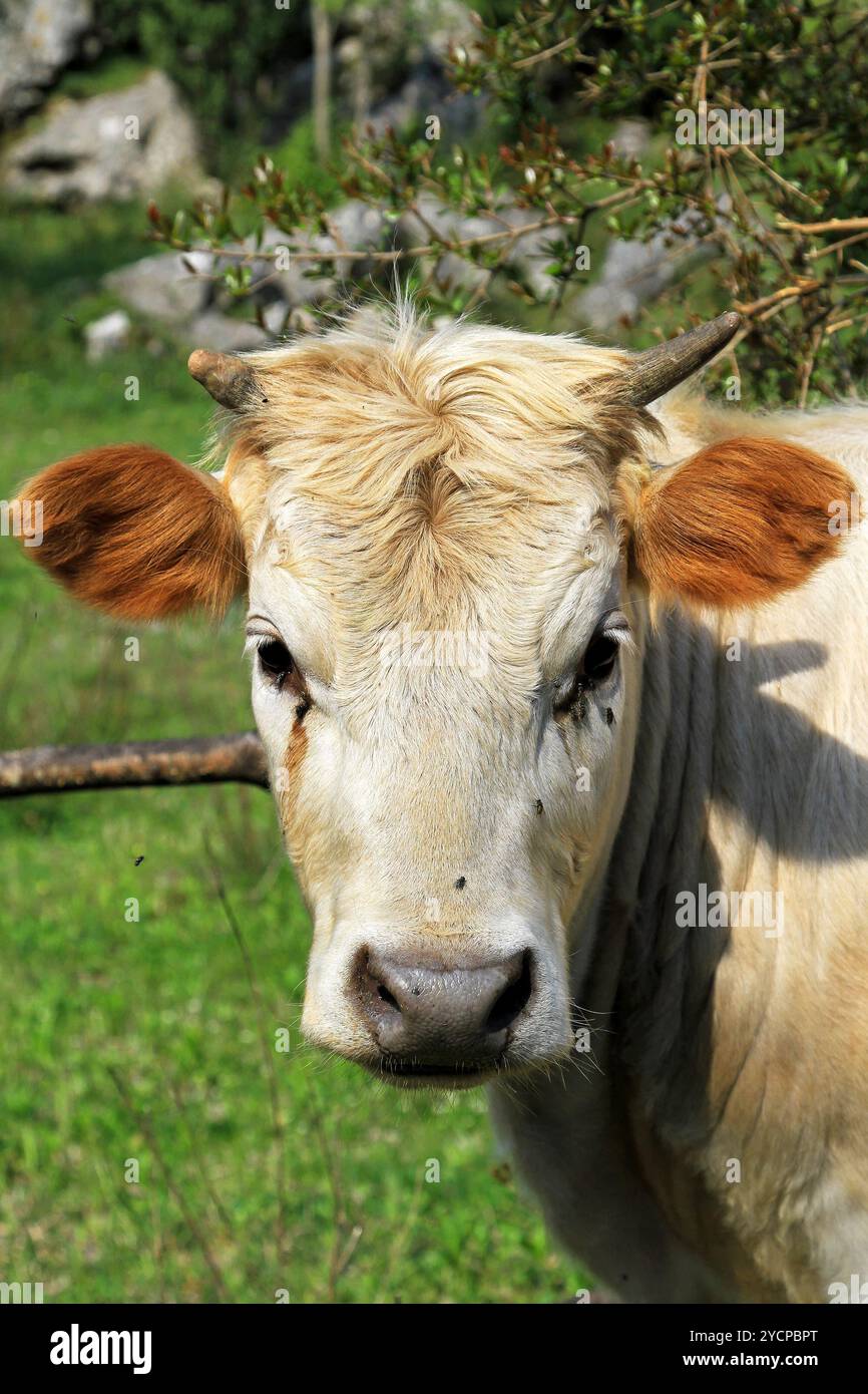 Mucca addomesticata immagini e fotografie stock ad alta risoluzione - Alamy