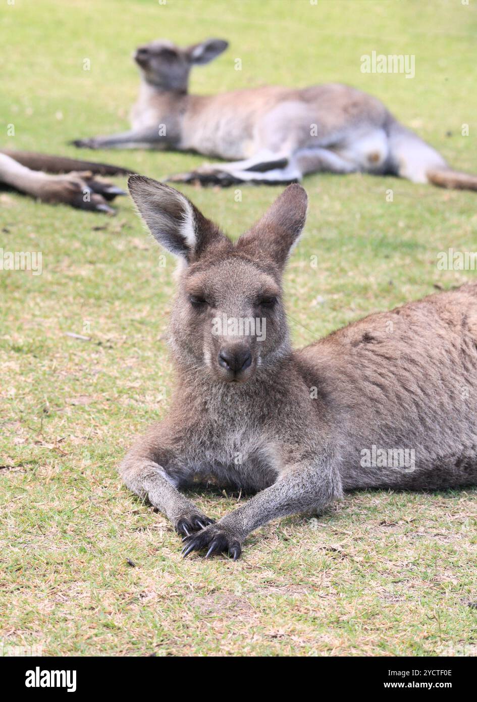 Canguri grigi occidentali immagini e fotografie stock ad alta ...