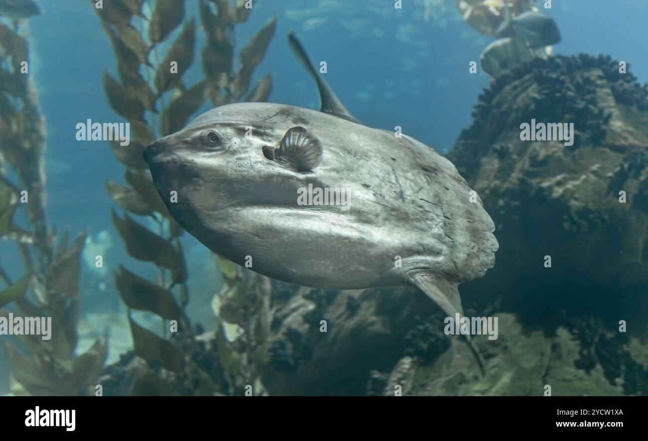 Pesce luna immagini e fotografie stock ad alta risoluzione - Alamy