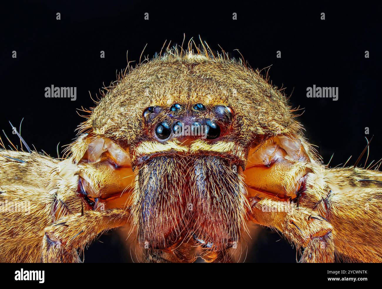 Heteropoda venatoria spider immagini e fotografie stock ad alta ...