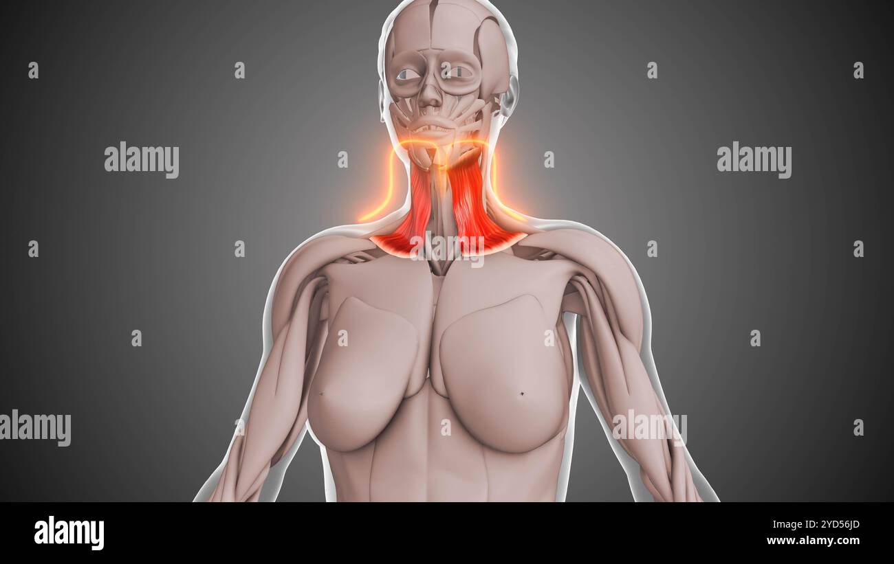 Muscoli e ossa immagini e fotografie stock ad alta risoluzione - Alamy