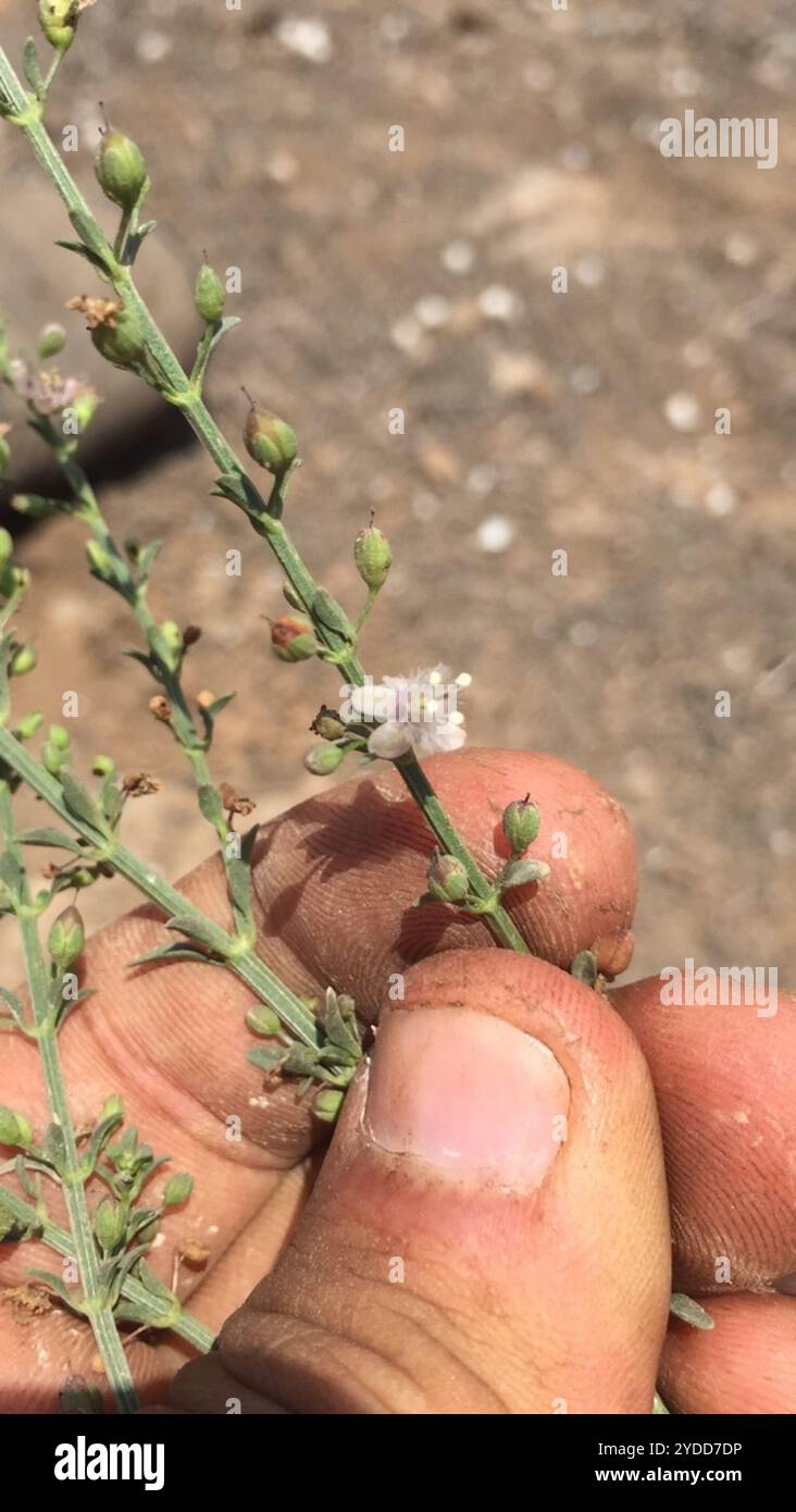 Erbaccia scoparia immagini e fotografie stock ad alta risoluzione - Alamy