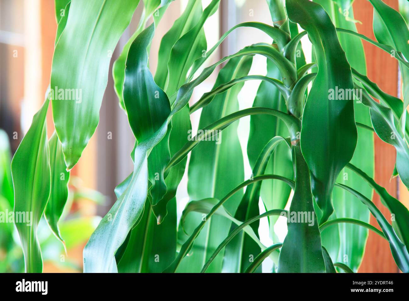 Piante vegetali materiali decorativi immagini e fotografie stock ad ...