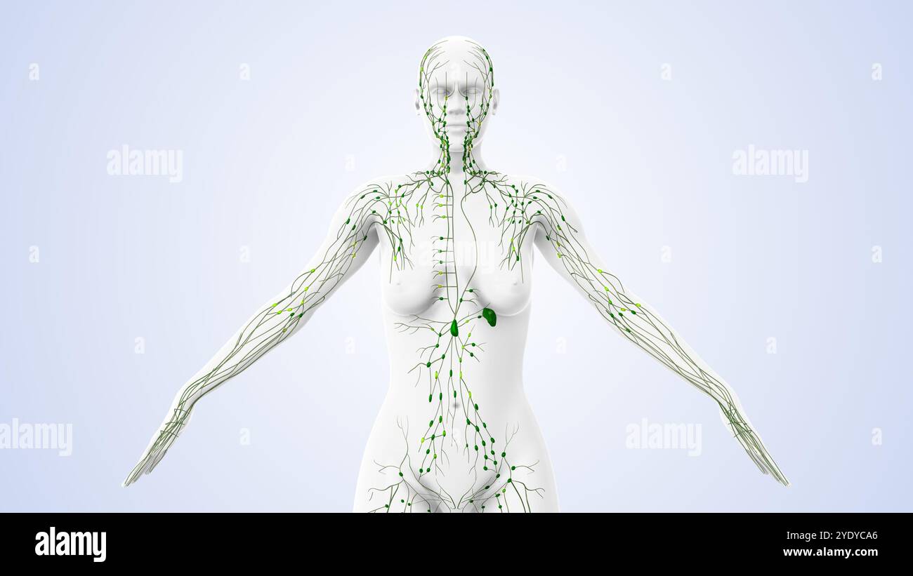 Anatomia dei linfonodi immagini e fotografie stock ad alta risoluzione - Alamy