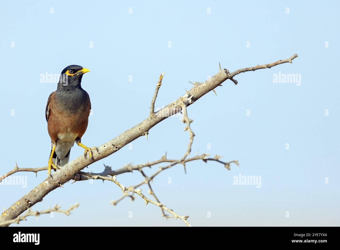 La mynah di Shepherd (Acridotheres tristis), la starling di Shepherd ...