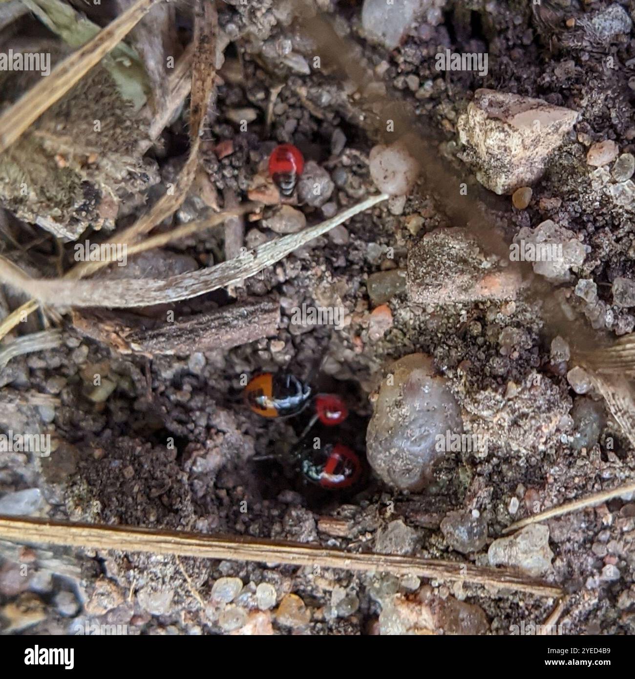 Sehirus cinctus immagini e fotografie stock ad alta risoluzione - Alamy