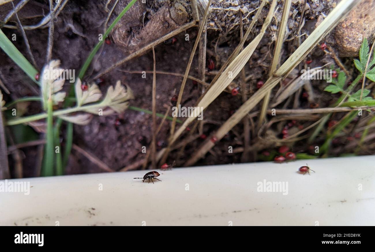Sehirus cinctus immagini e fotografie stock ad alta risoluzione - Alamy