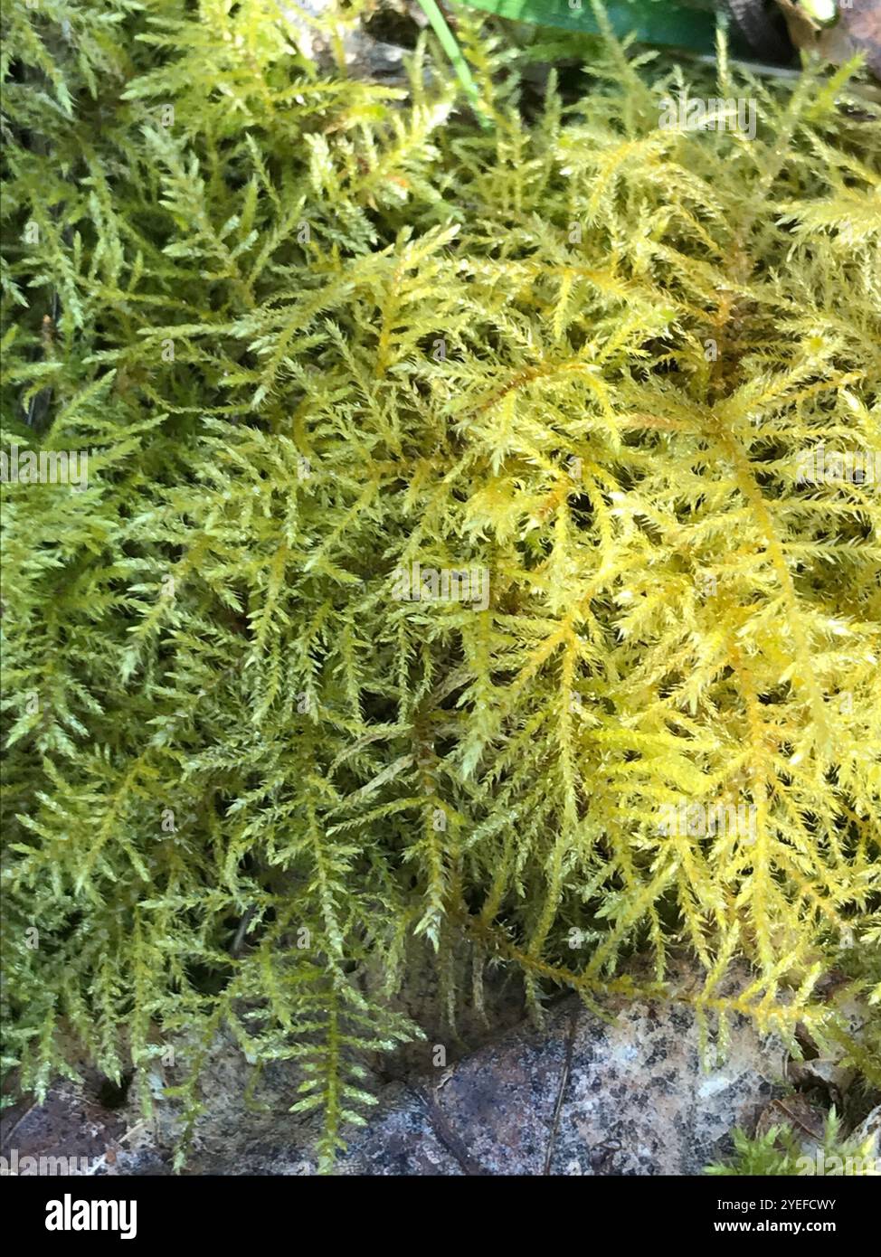 Kindbergia praelonga immagini e fotografie stock ad alta risoluzione ...