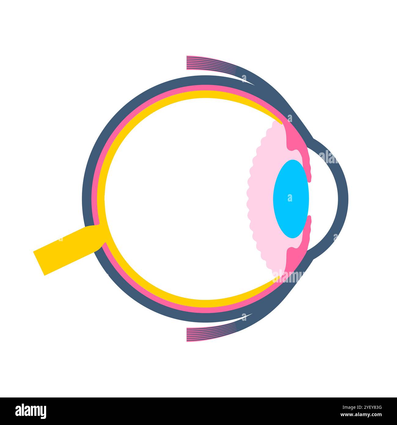 Partes del ojo con ilustración immagini e fotografie stock ad alta ...