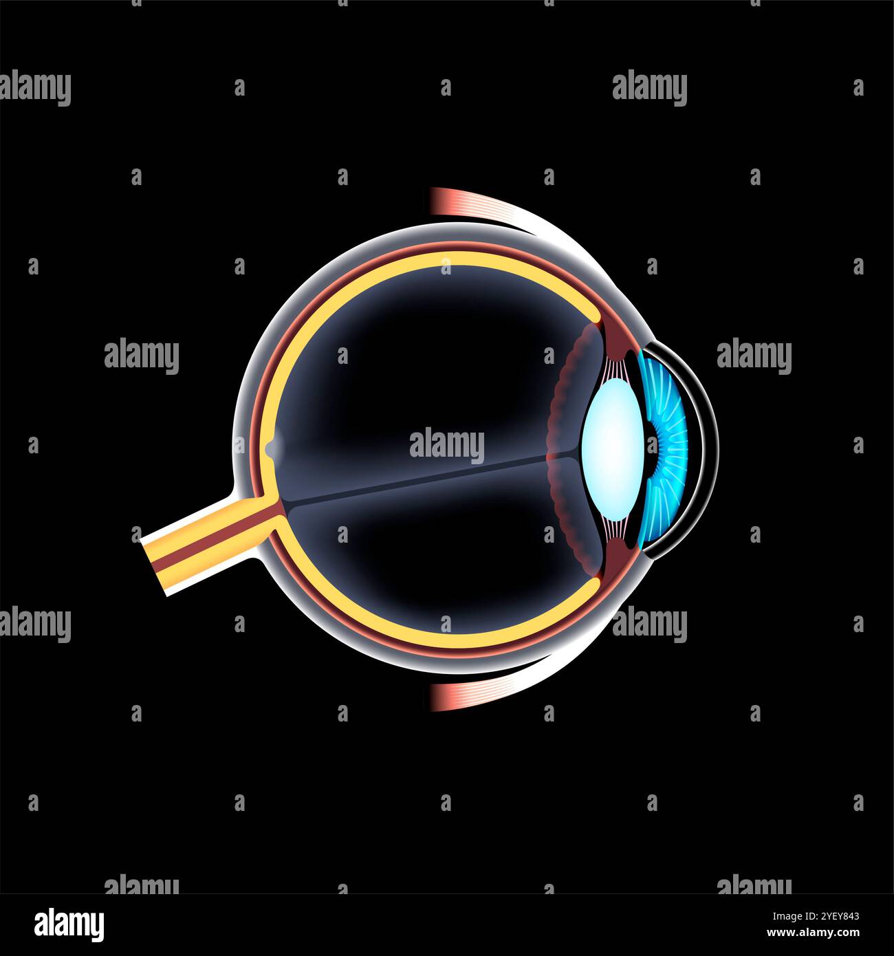 Muscolo oculare esterno immagini e fotografie stock ad alta risoluzione ...