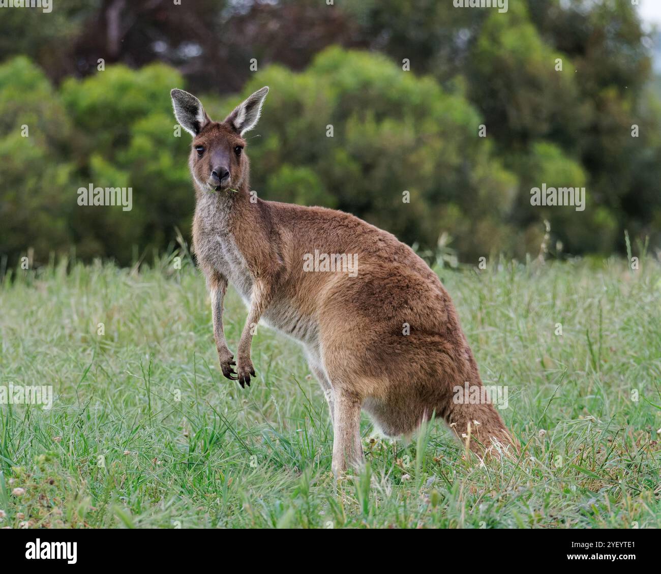 Orecchie di canguro in piedi immagini e fotografie stock ad alta ...