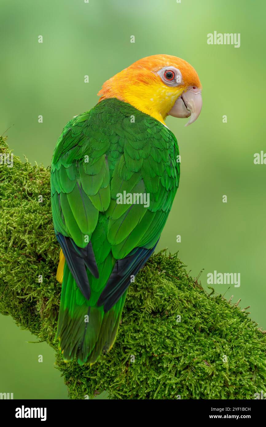 Pappagallo dalle zampe nere immagini e fotografie stock ad alta ...