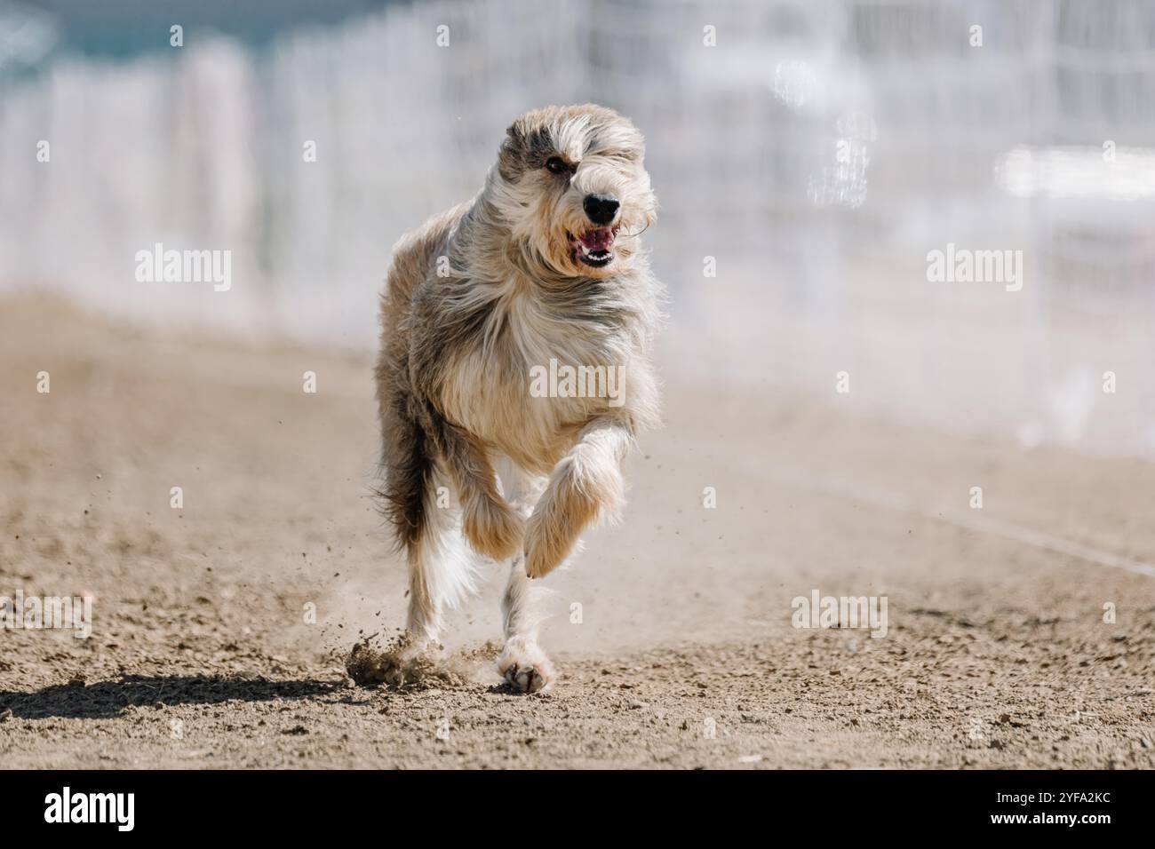 French shepherd dog immagini e fotografie stock ad alta risoluzione - Alamy