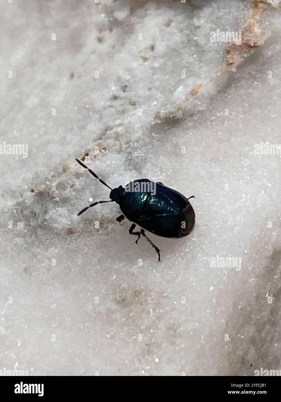 Sehirus cinctus immagini e fotografie stock ad alta risoluzione - Alamy