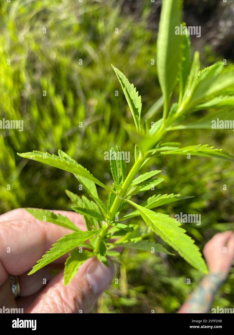 Erbaccia scoparia immagini e fotografie stock ad alta risoluzione - Alamy