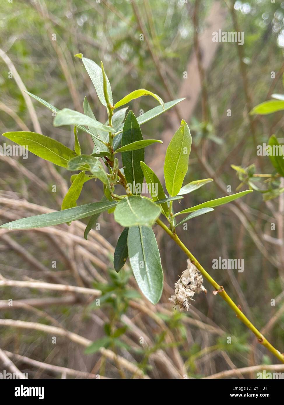 Populus angustifolia immagini e fotografie stock ad alta risoluzione ...
