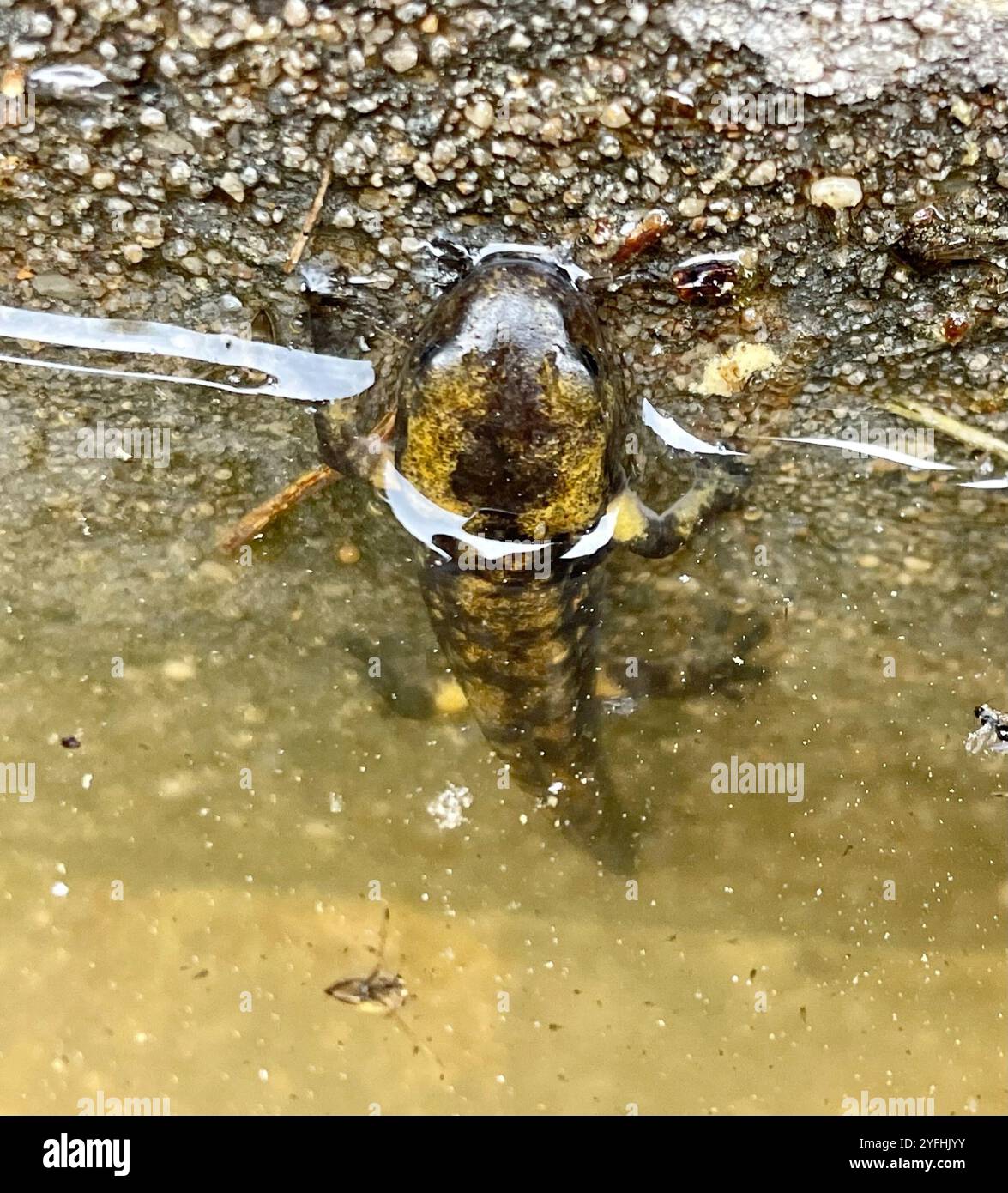 Salamandra di fuoco esclusa salamandra salamandra terrestris immagini e ...