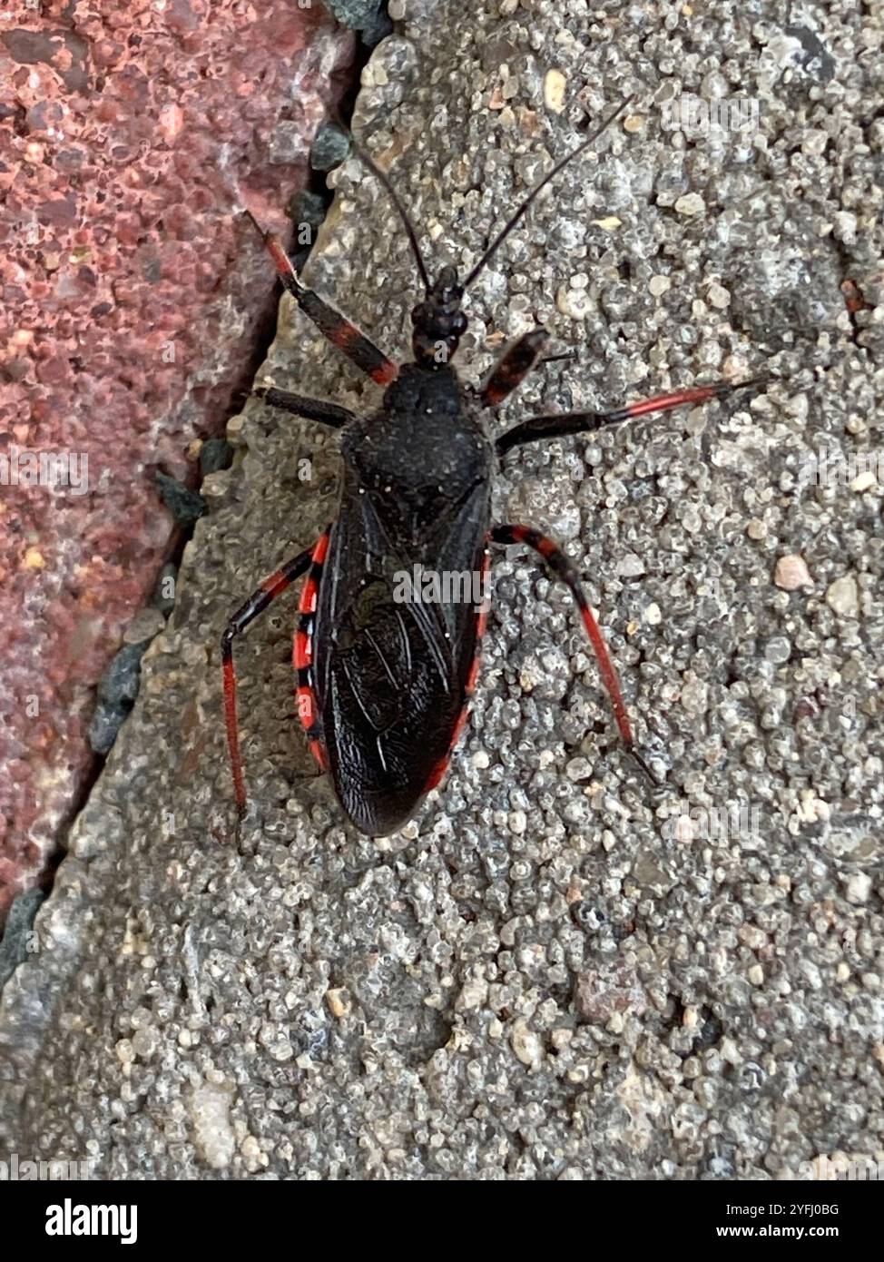Rhynocoris annulatus immagini e fotografie stock ad alta risoluzione ...