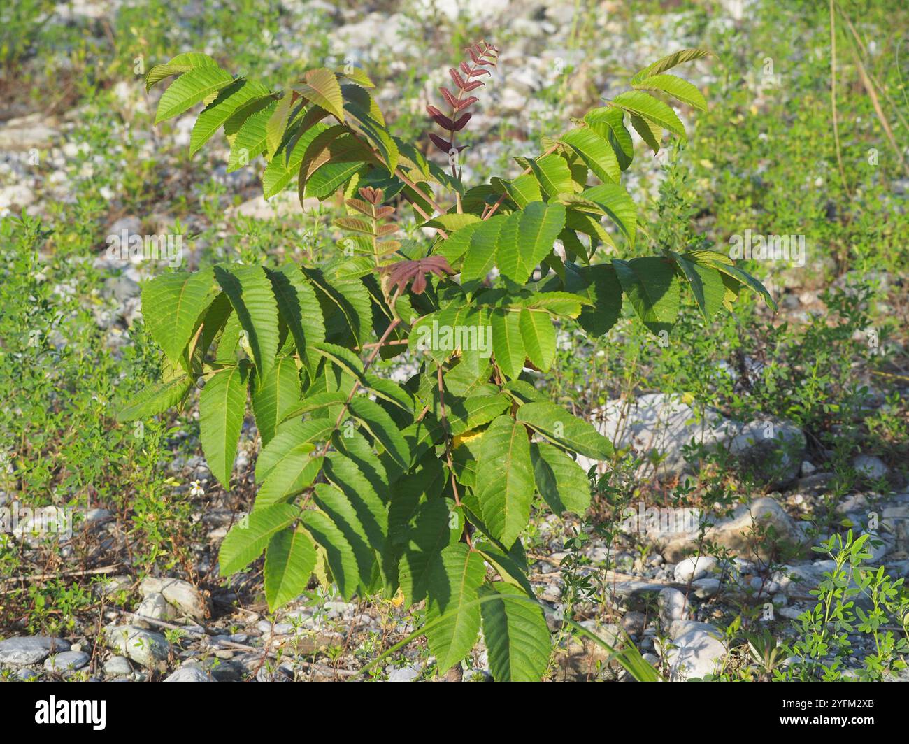 Rhus chinensis immagini e fotografie stock ad alta risoluzione - Alamy