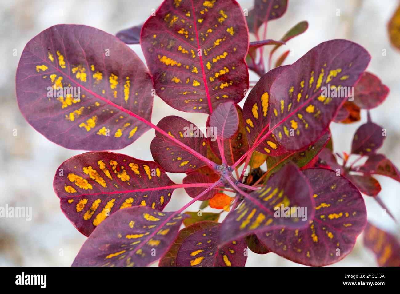 Cotinus coggygria blatt immagini e fotografie stock ad alta risoluzione ...
