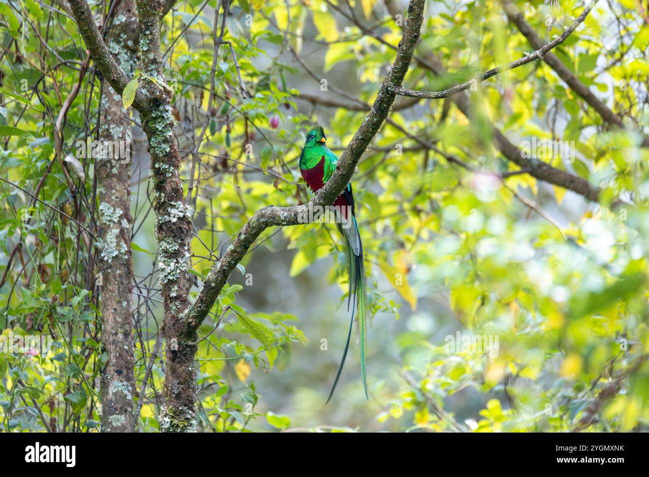 quetzal (Pharomachrus mocinno), uccello nazionale del Guatemala ...