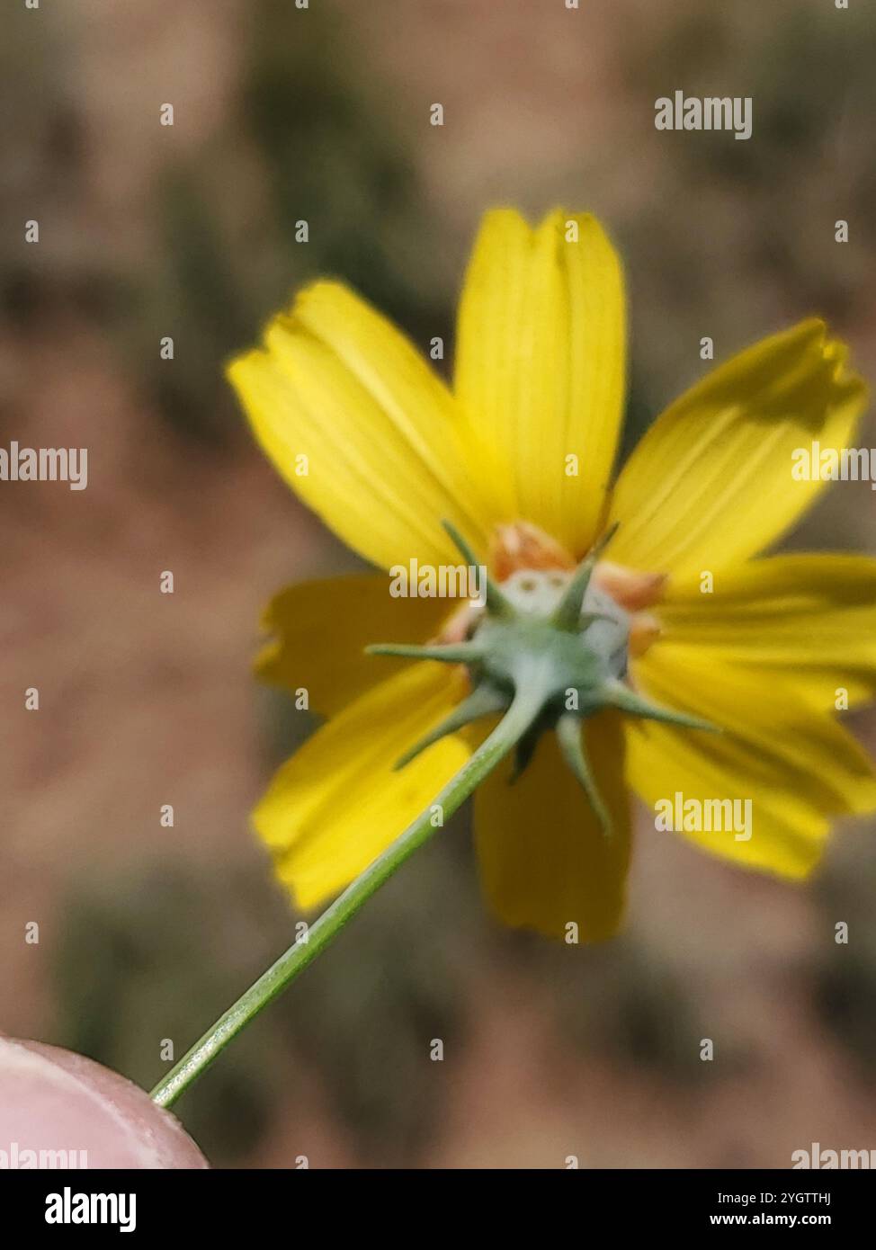 Thelesperma filifolium immagini e fotografie stock ad alta risoluzione ...