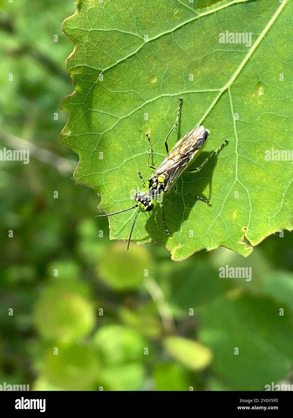 Rhogogaster viridis immagini e fotografie stock ad alta risoluzione - Alamy