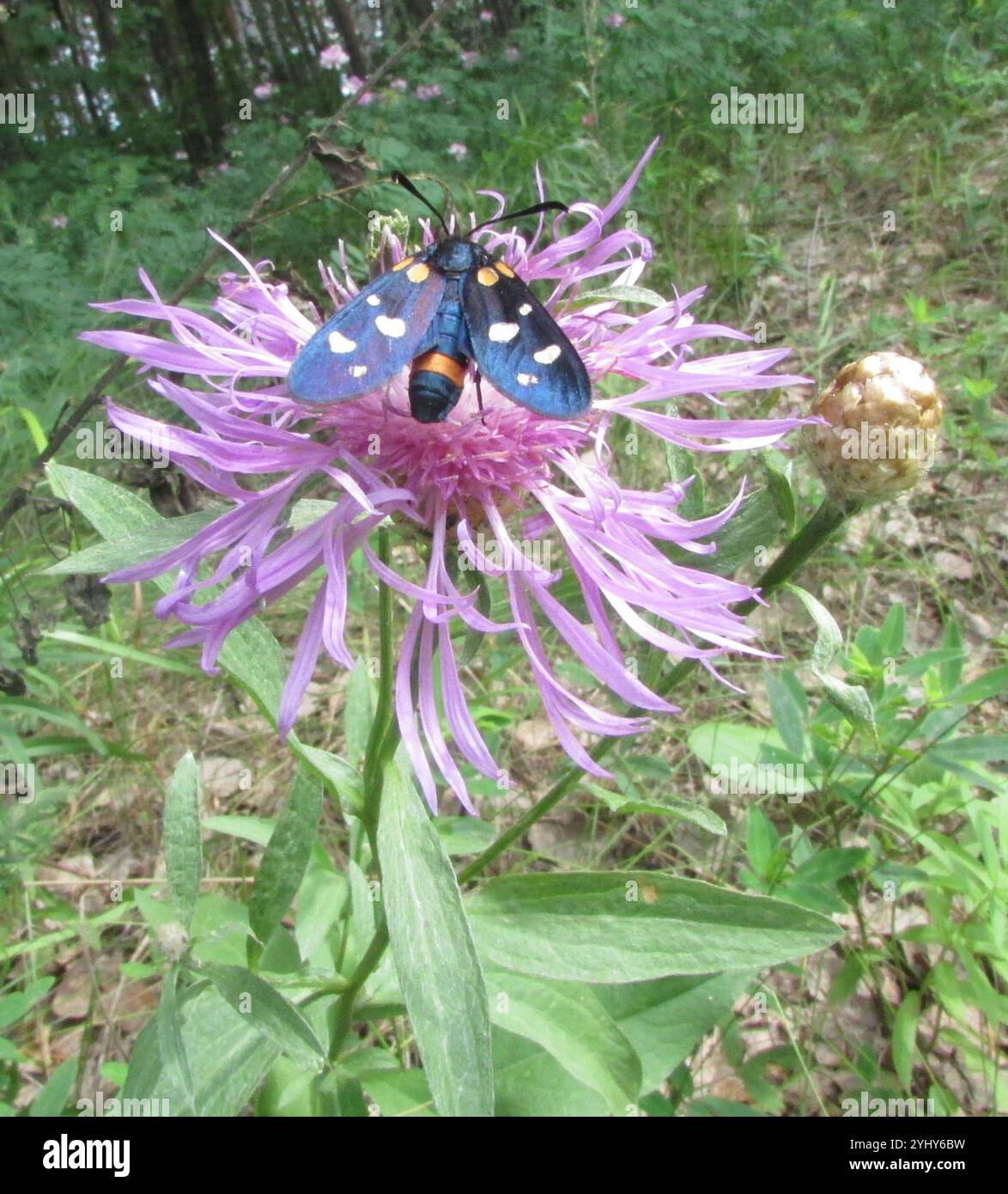 Zygaena ephialtes immagini e fotografie stock ad alta risoluzione - Alamy
