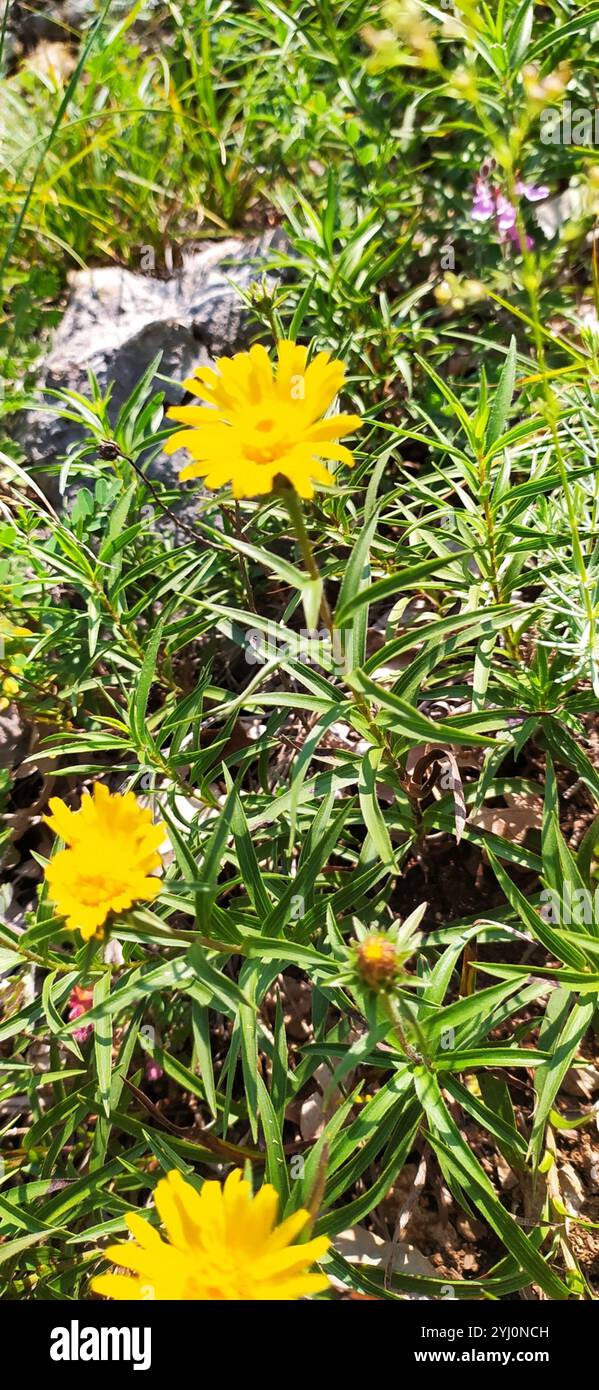 Pentanema ensifolium immagini e fotografie stock ad alta risoluzione ...
