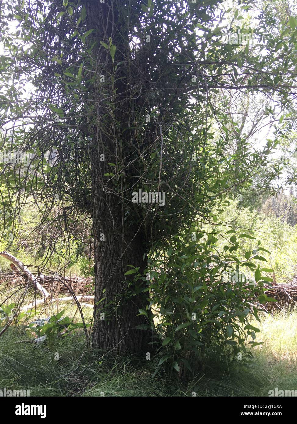 Populus angustifolia immagini e fotografie stock ad alta risoluzione ...