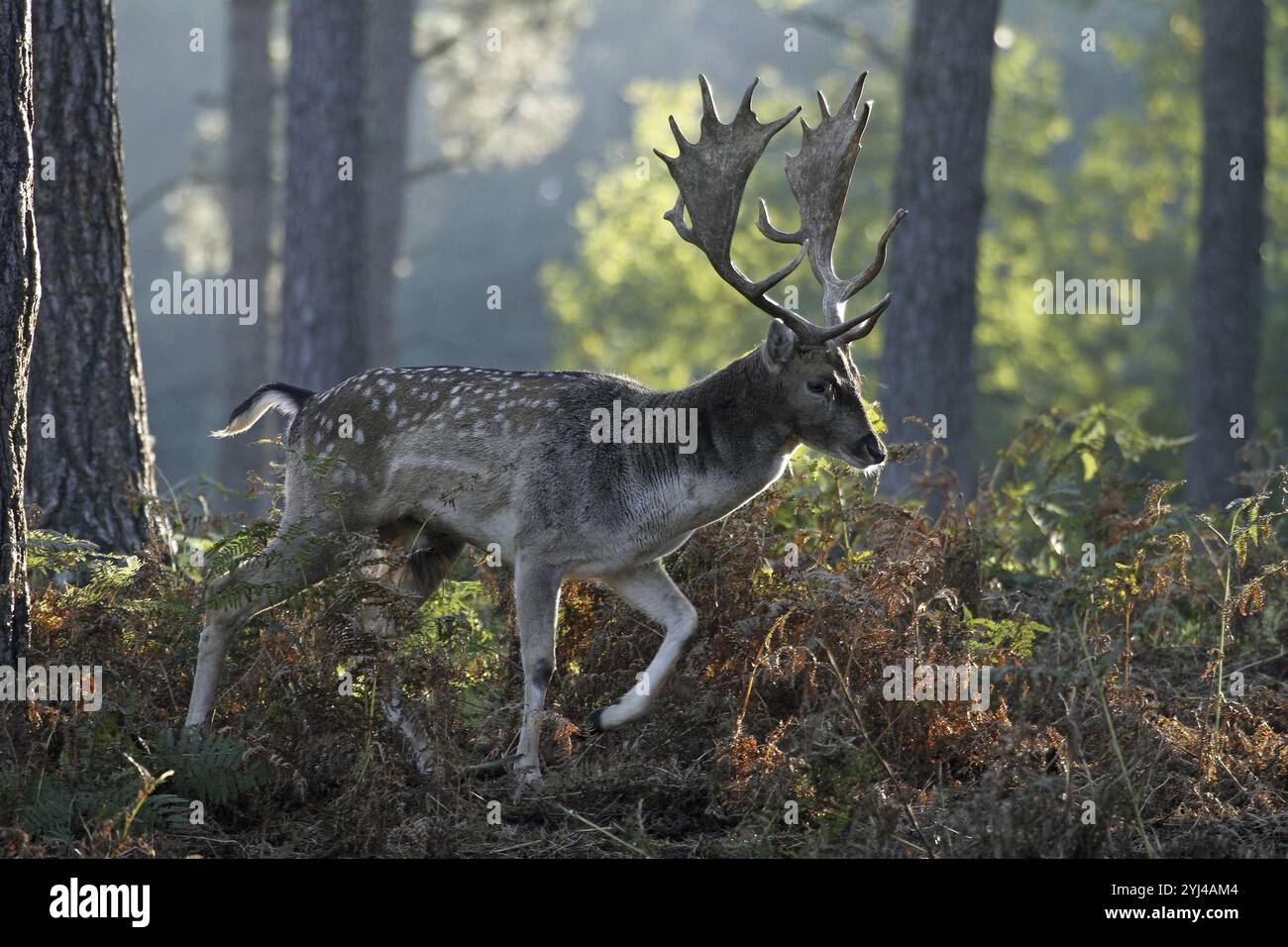 Cervo daino fauna foto animale immagini e fotografie stock ad alta ...