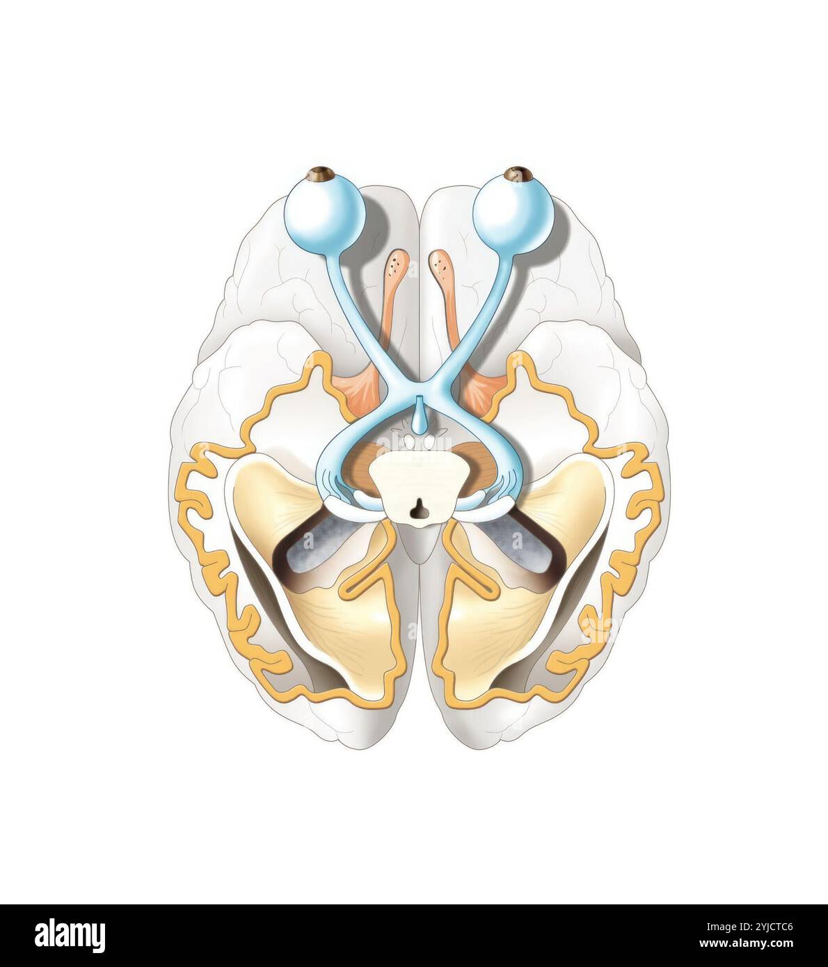 Nervo ottico del cervello umano immagini e fotografie stock ad alta ...