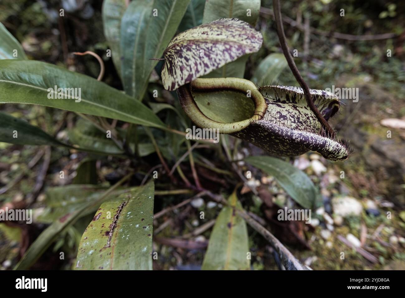 Pianta tropicale carnivora nella foresta pluviale immagini e fotografie ...