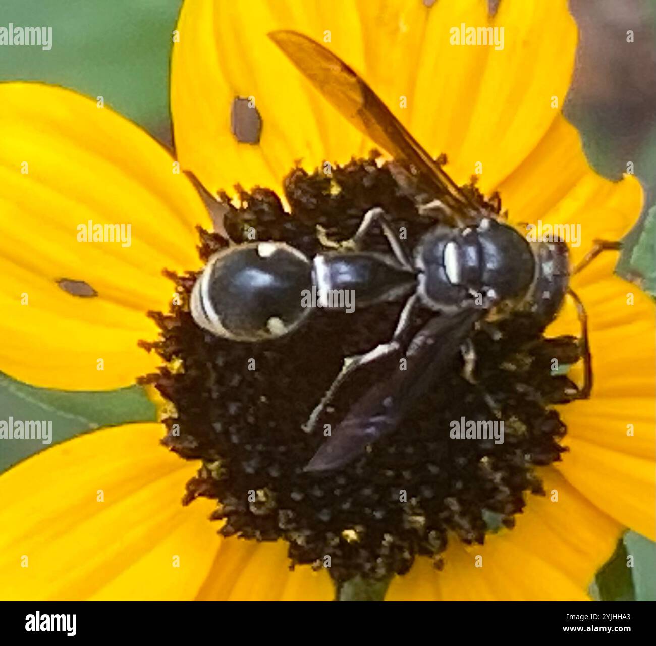 Vespa vasaio eumenes fraternus immagini e fotografie stock ad alta ...