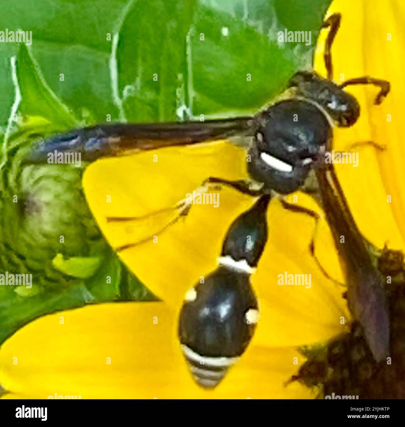 Vespa vasaio eumenes fraternus immagini e fotografie stock ad alta ...