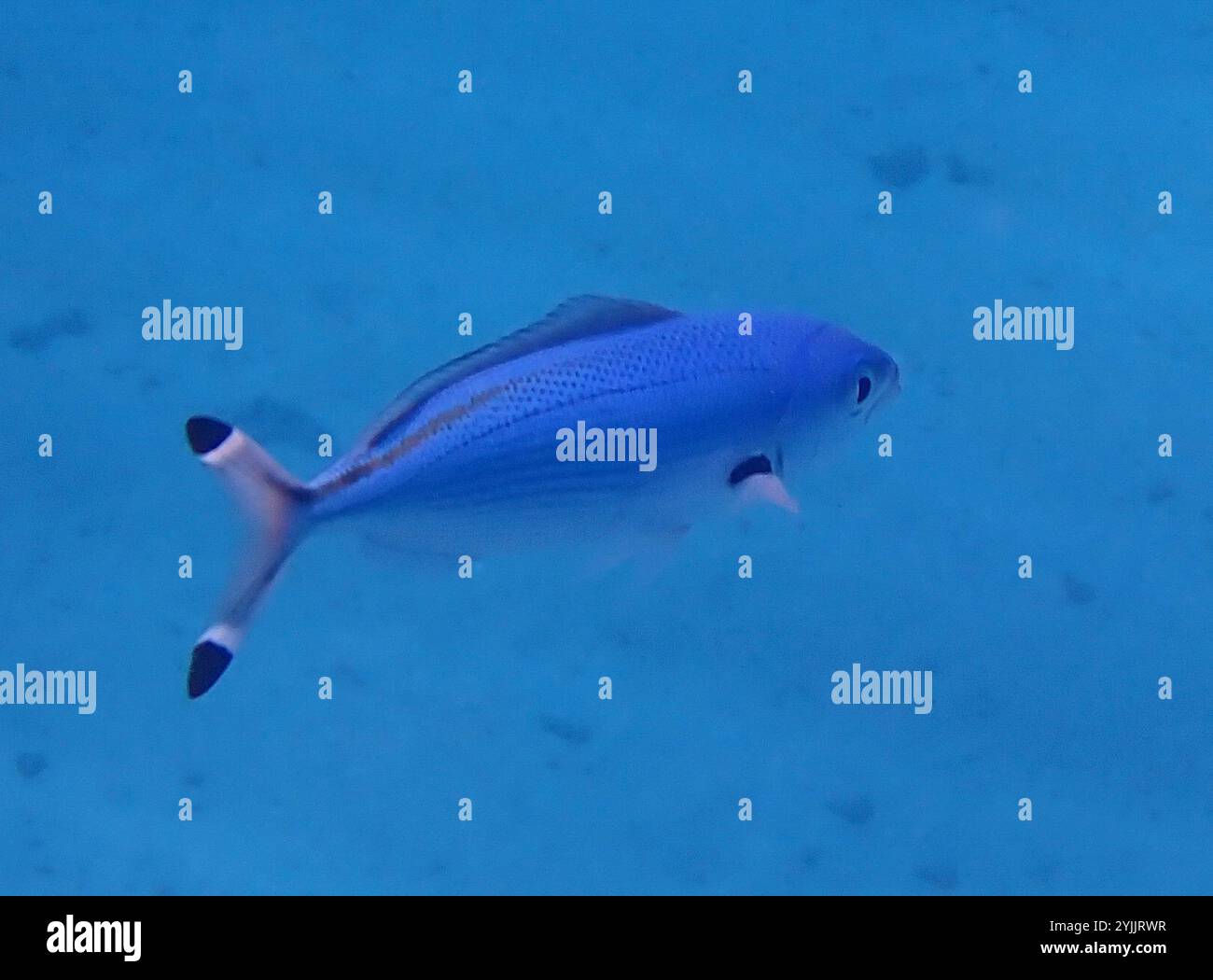 Suez fusilier immagini e fotografie stock ad alta risoluzione - Alamy