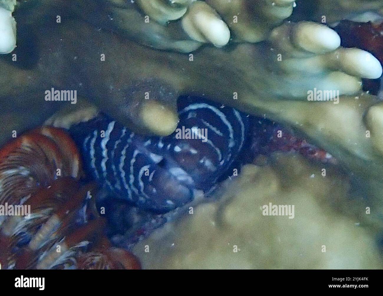 Zebra moray immagini e fotografie stock ad alta risoluzione - Alamy