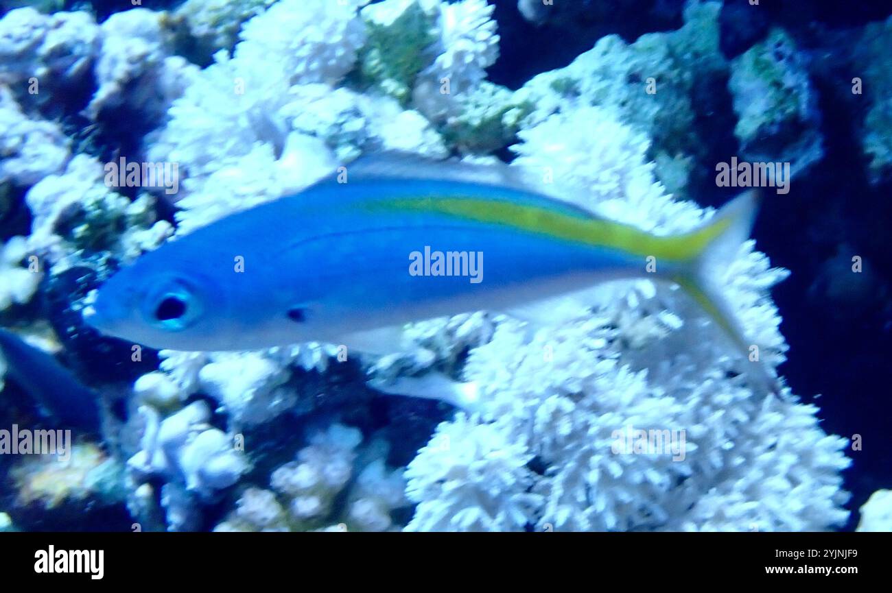 Suez fusilier immagini e fotografie stock ad alta risoluzione - Alamy